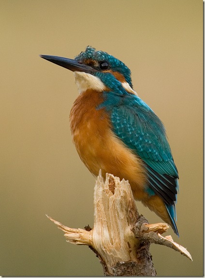 Universo Animal: guarda-rios